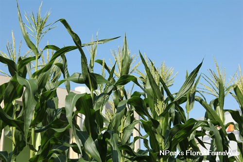NParks | Zea mays