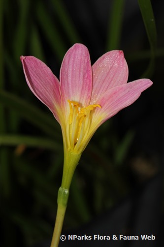 NParks | Zephyranthes rosea