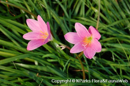 NParks | Zephyranthes rosea
