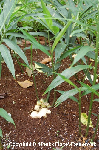 NParks | Zingiber officinale