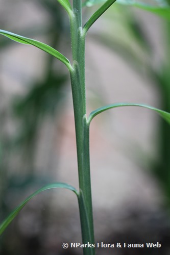 NParks | Zingiber officinale