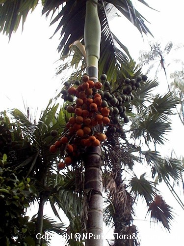 NParks | Areca catechu