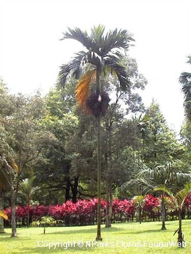 NParks | Areca catechu