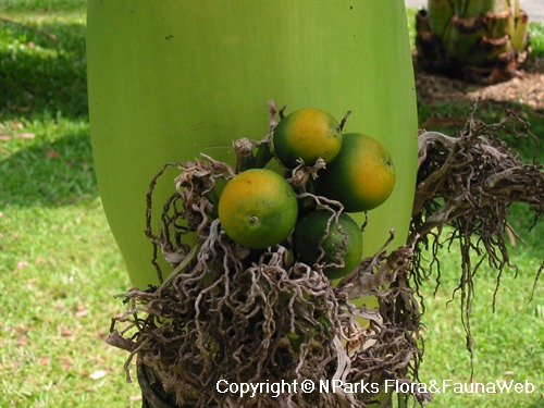 NParks | Areca catechu (Dwarf)
