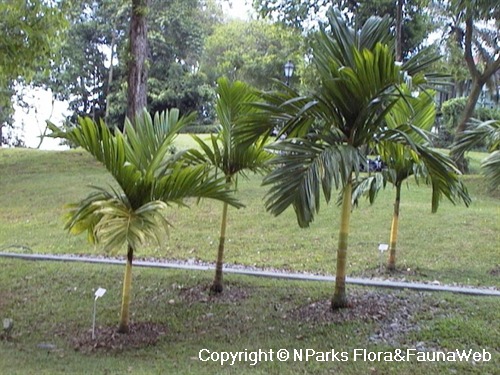NParks | Areca catechu (Dwarf)
