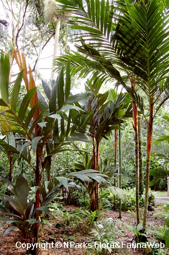 NParks | Areca catechu