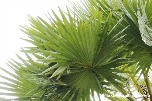 NParks | Borassus flabellifer