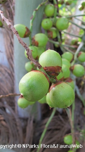 NParks | Butia capitata