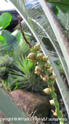 NParks | Butia capitata