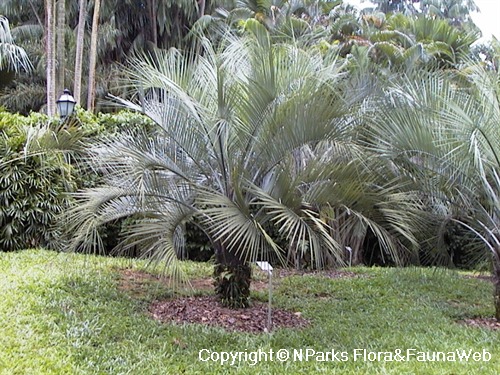 NParks | Butia capitata