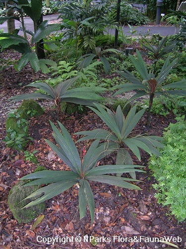 NParks | Sommieria leucophylla