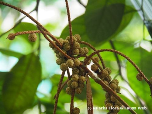 NParks | Sommieria leucophylla