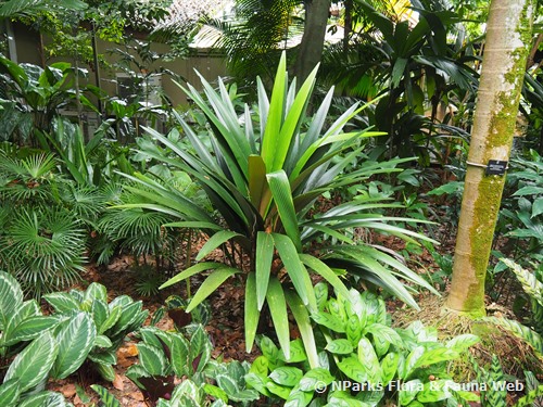 NParks | Sommieria leucophylla