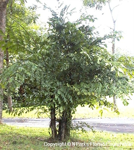 NParks | Caryota mitis