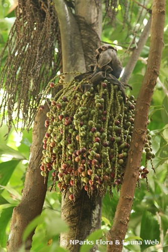 NParks | Caryota mitis
