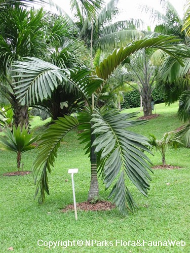 NParks | Chambeyronia macrocarpa