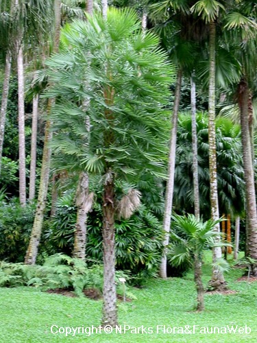 NParks | Copernicia alba