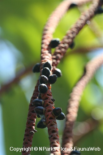 NParks | Cyrtostachys renda