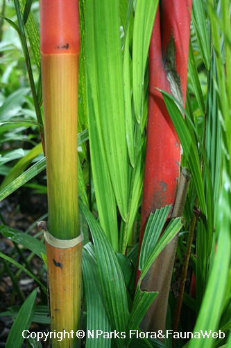 NParks | Cyrtostachys renda