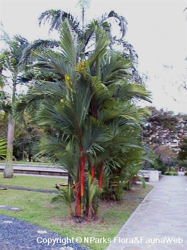 NParks | Cyrtostachys renda