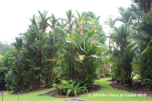 NParks | Cyrtostachys renda