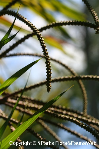 NParks | Cyrtostachys renda
