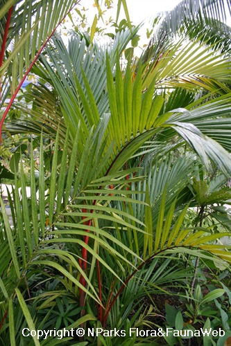 NParks | Cyrtostachys renda