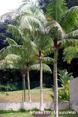 NParks | Chrysalidocarpus leptocheilos