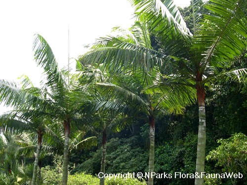 NParks | Chrysalidocarpus leptocheilos