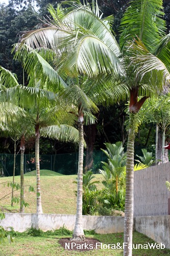 NParks | Chrysalidocarpus leptocheilos