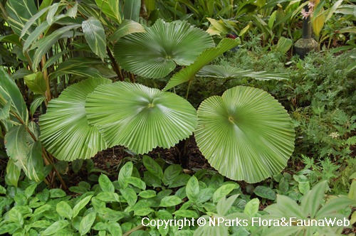 NParks | Licuala peltata