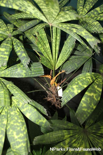 NParks | Licuala mattanensis 'Mapu'