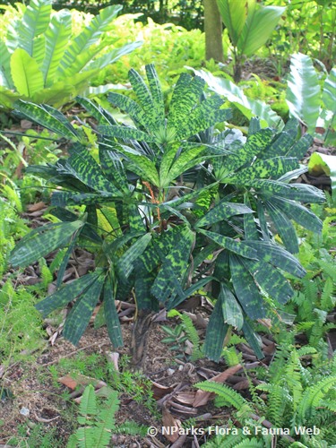 NParks | Licuala mattanensis 'Mapu'