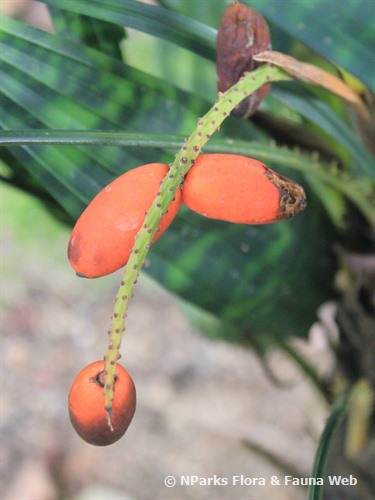 NParks | Licuala mattanensis 'Mapu'
