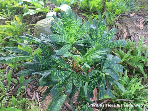 NParks | Licuala mattanensis 'Mapu'