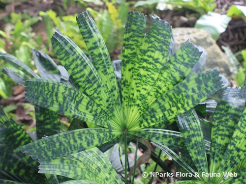 NParks | Licuala mattanensis 'Mapu'