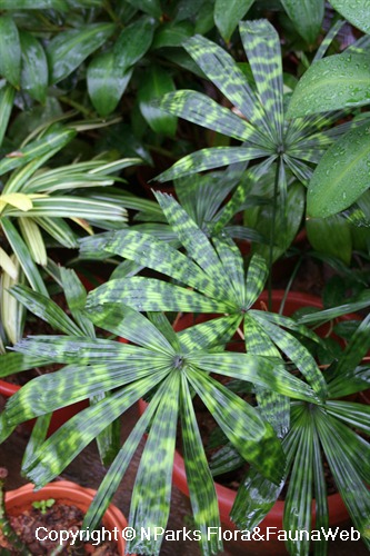 NParks | Licuala mattanensis 'Mapu'