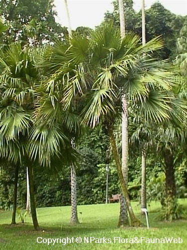 NParks | Livistona benthamii