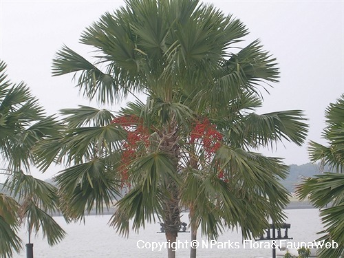 NParks | Saribus rotundifolius