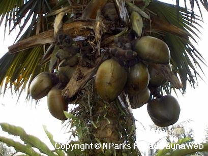 NParks | Lodoicea maldivica