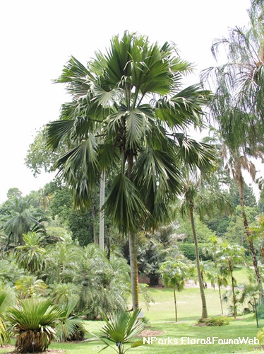 NParks | Lodoicea maldivica