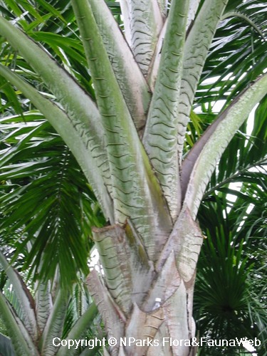 NParks | Metroxylon salomonense