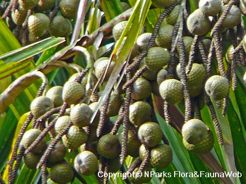 NParks | Metroxylon salomonense