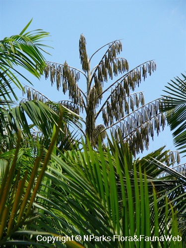 NParks | Metroxylon salomonense