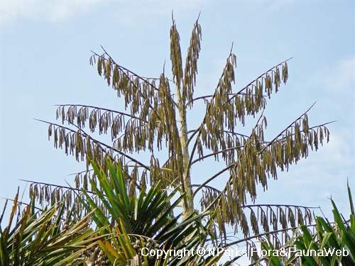 NParks | Metroxylon salomonense