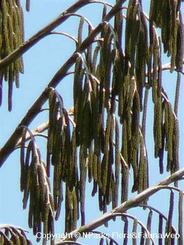 NParks | Metroxylon salomonense