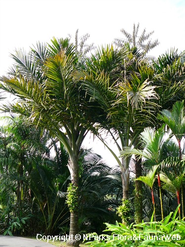 NParks | Metroxylon salomonense