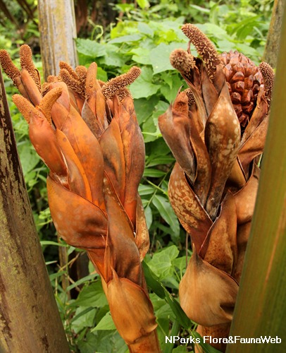 NParks | Nypa fruticans