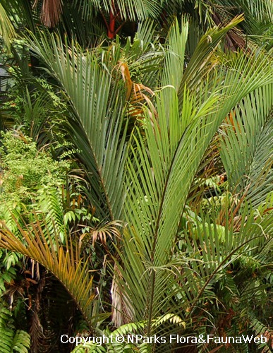 NParks | Nypa fruticans
