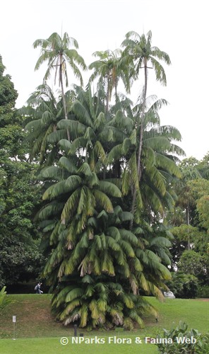 NParks | Oncosperma tigillarium